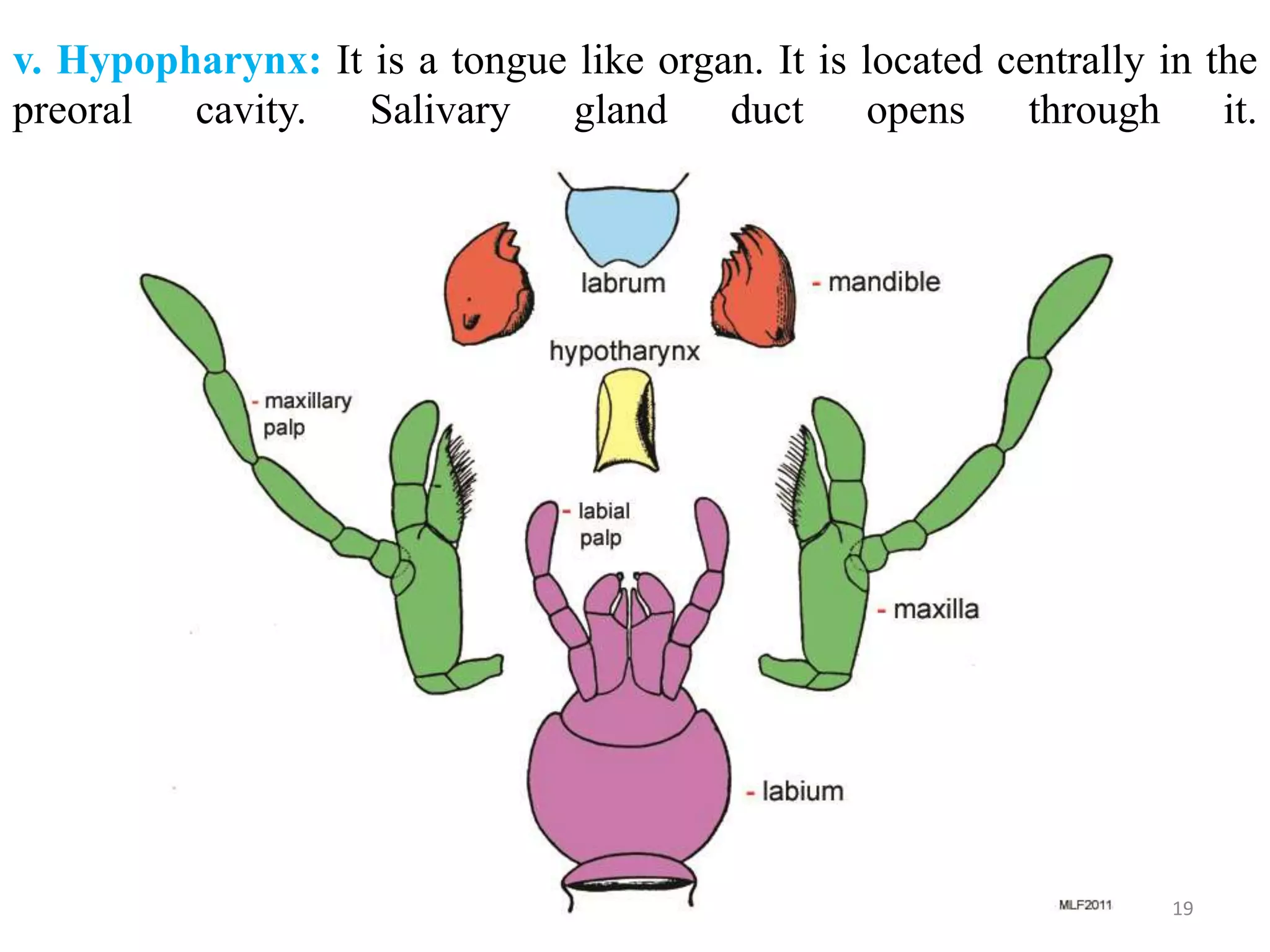 Types of insect mouthparts | PPTX