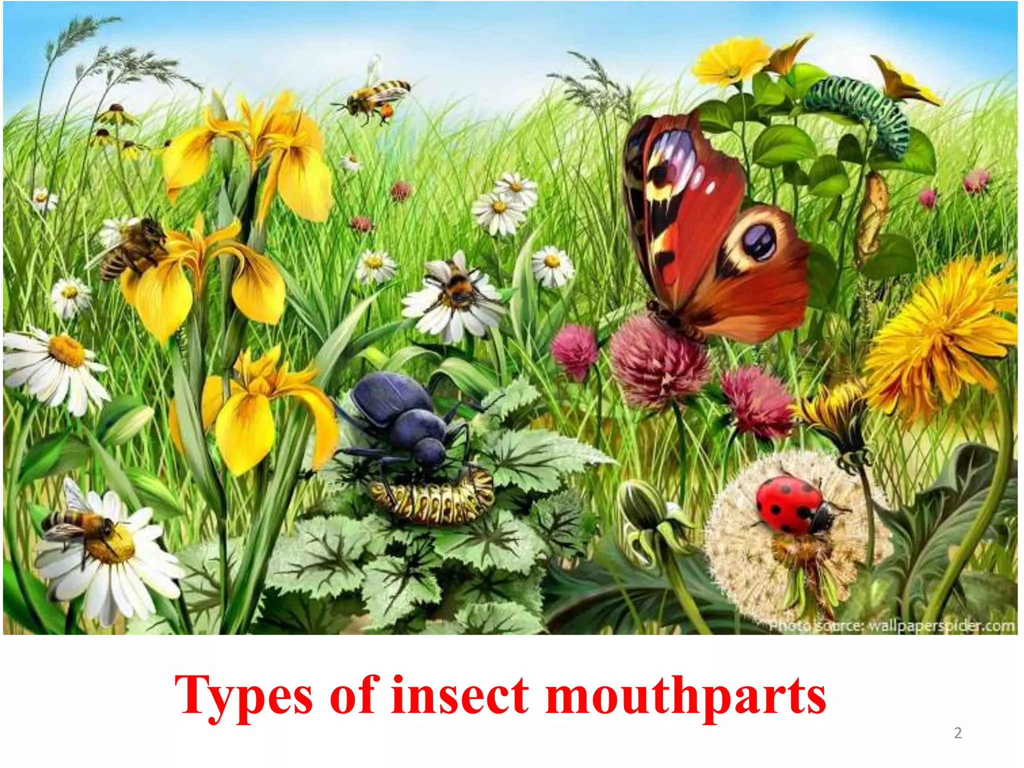 Types of insect mouthparts | PPTX