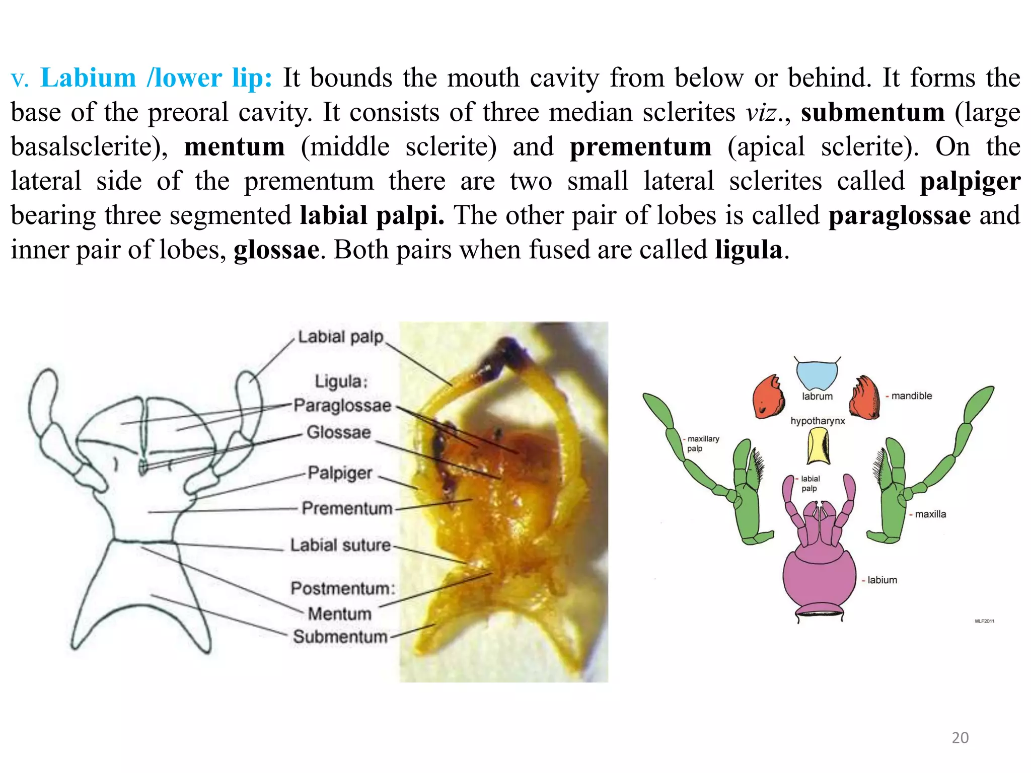 Types of insect mouthparts | PPTX