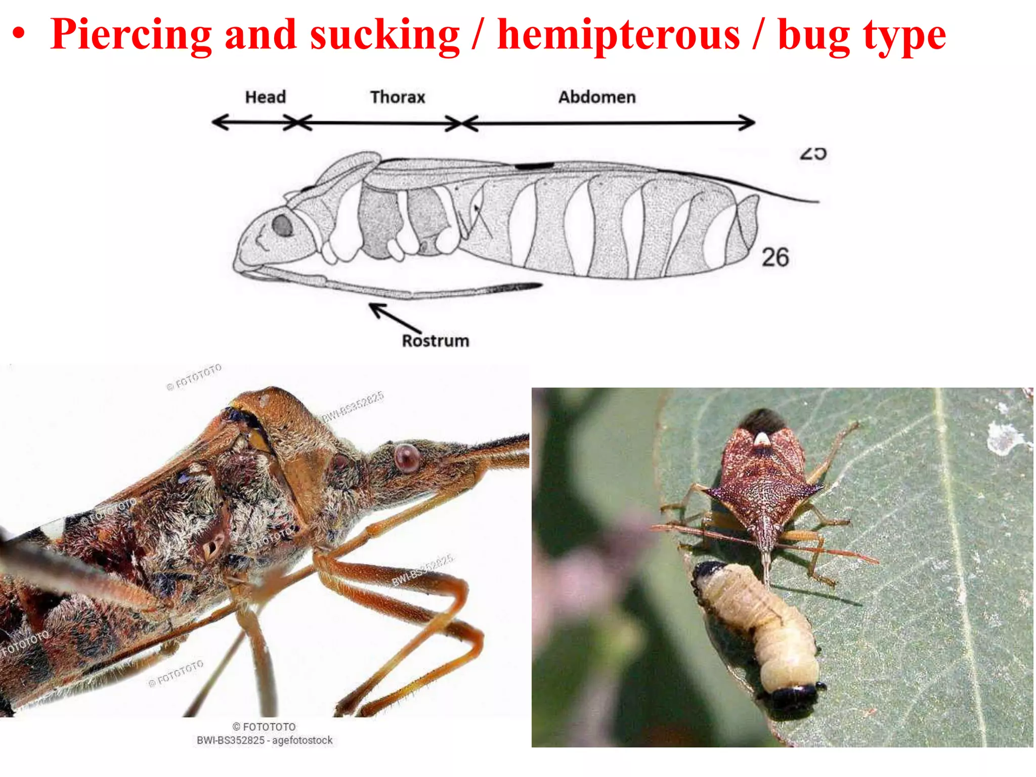 Types of insect mouthparts | PPTX
