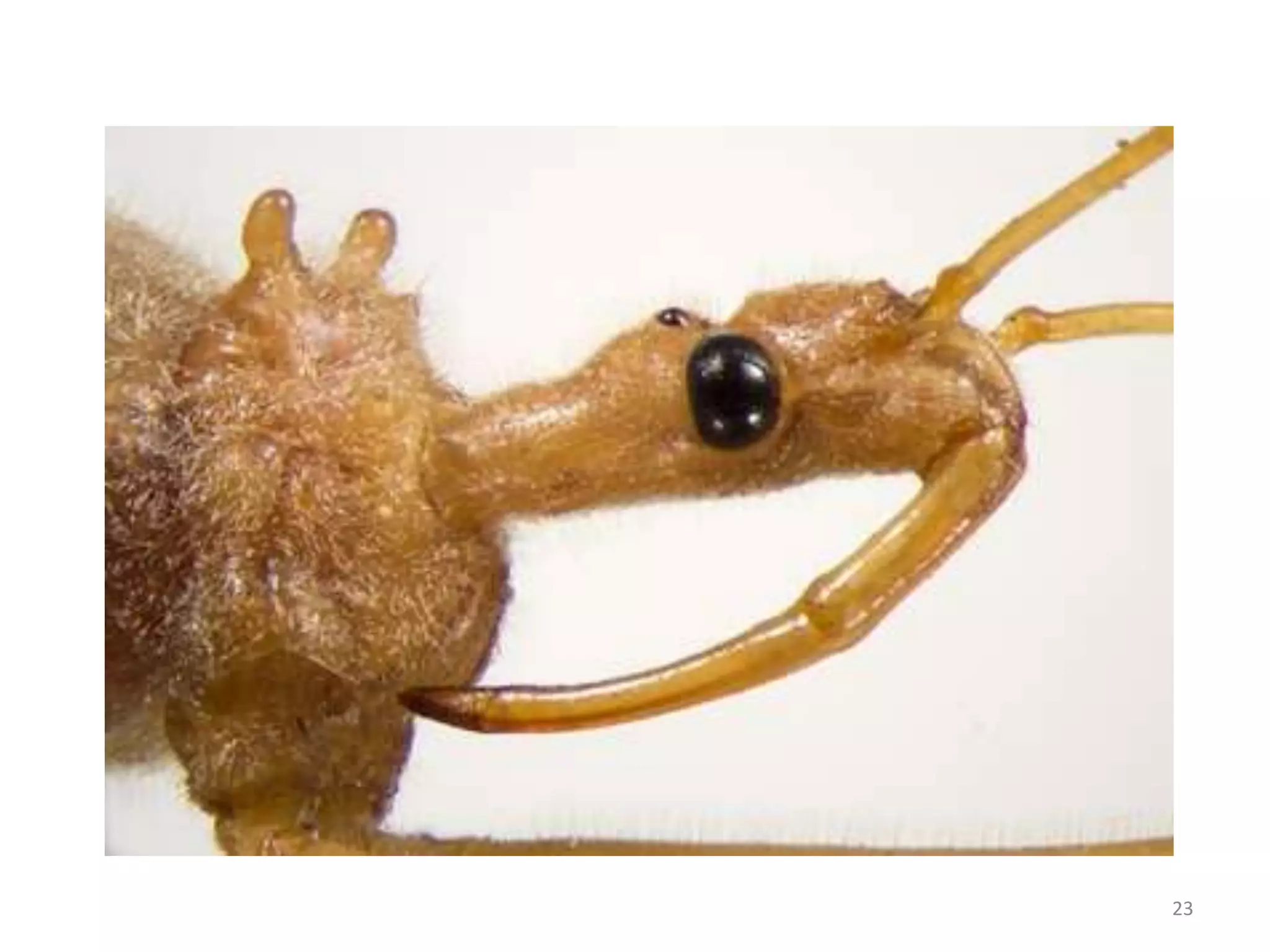 Types of insect mouthparts | PPTX