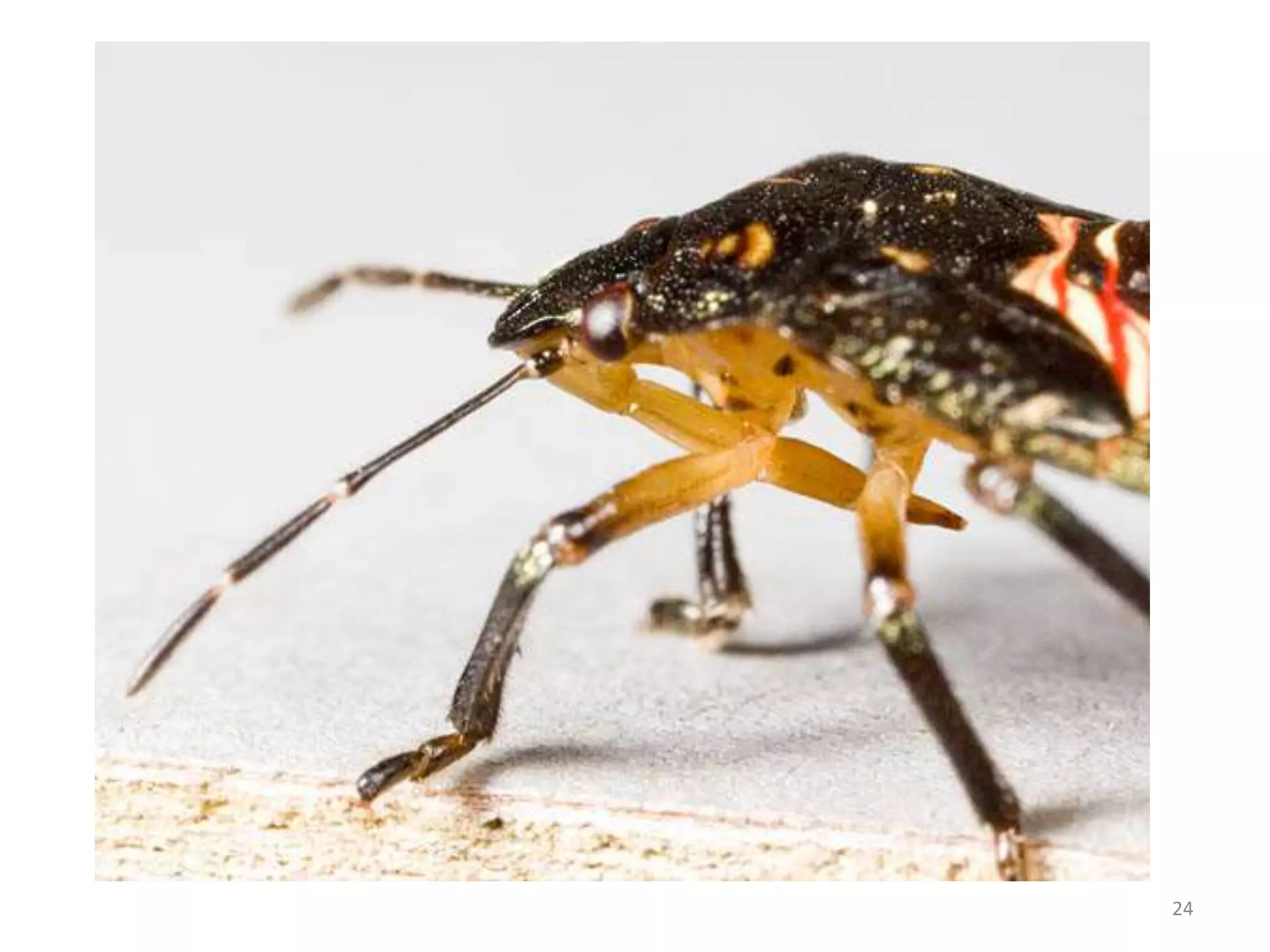 Types of insect mouthparts | PPTX