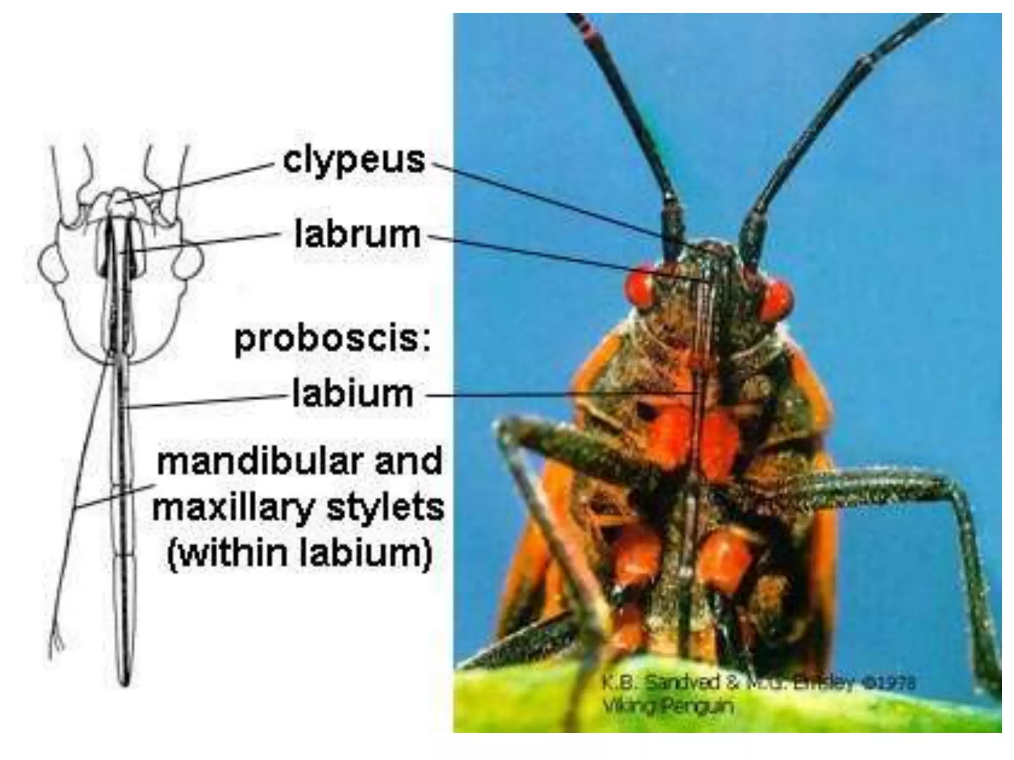 Types of insect mouthparts | PPTX