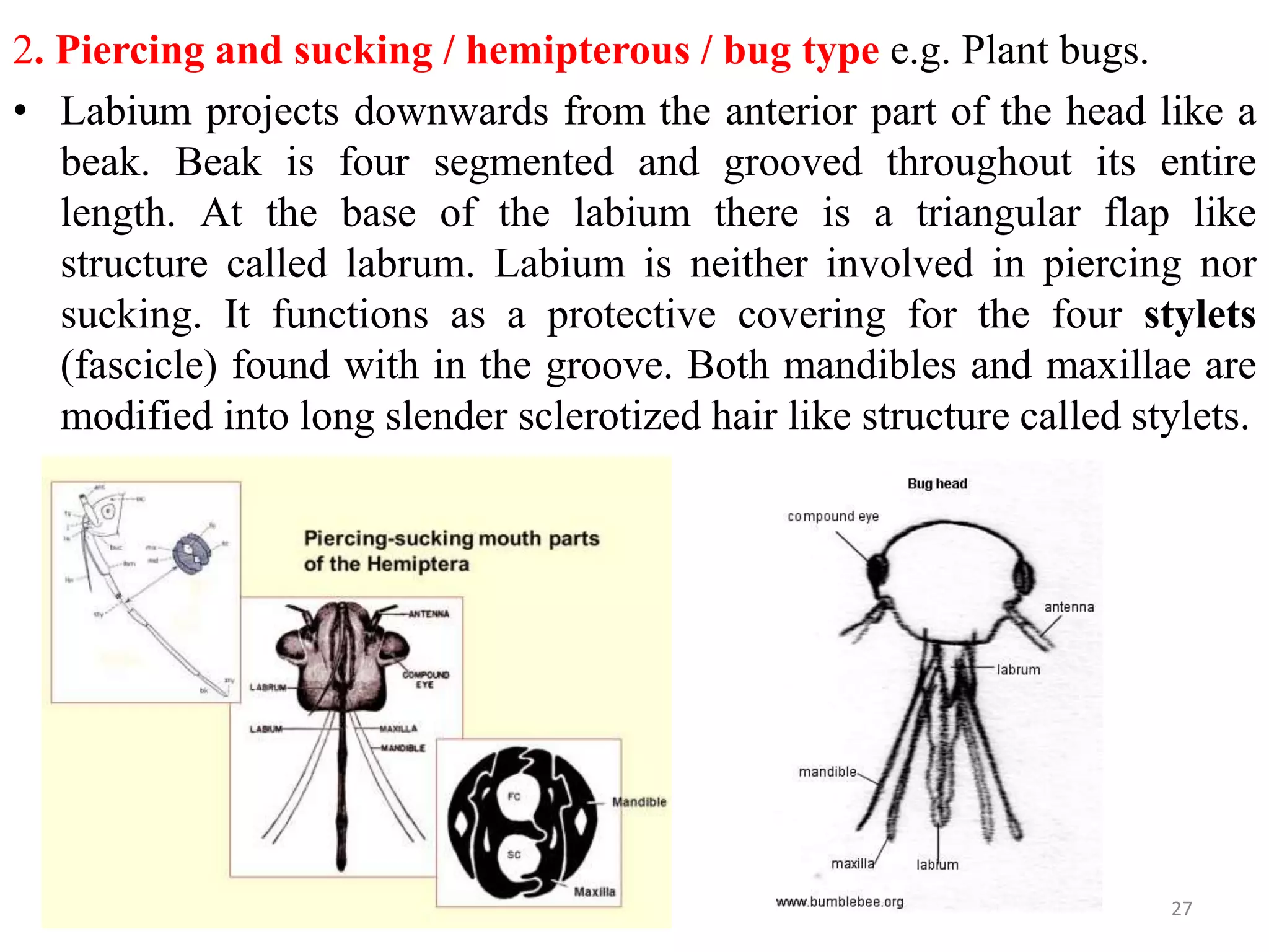 Types of insect mouthparts | PPTX