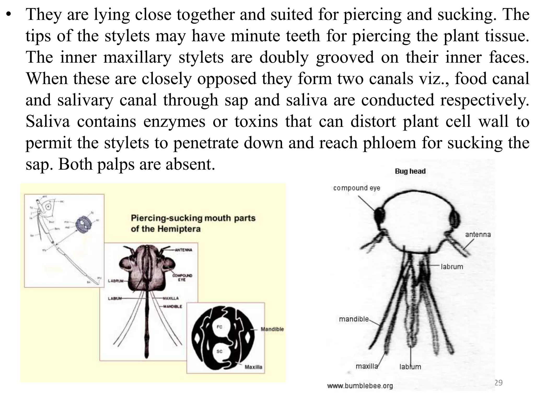 Types of insect mouthparts | PPTX