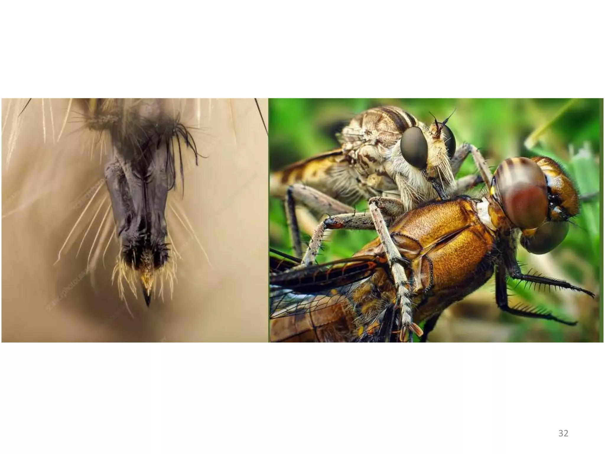Types of insect mouthparts | PPTX