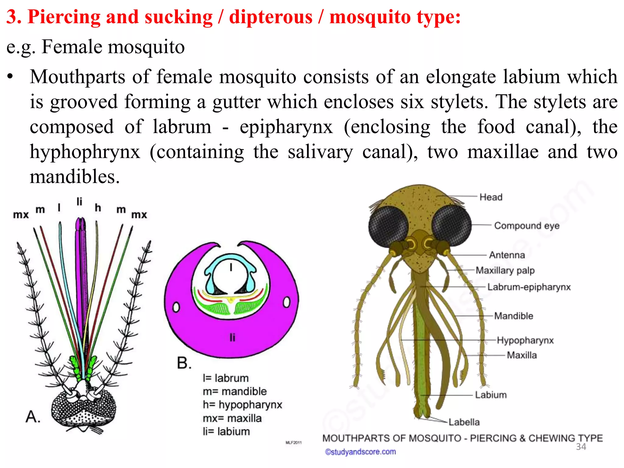 Types of insect mouthparts | PPTX