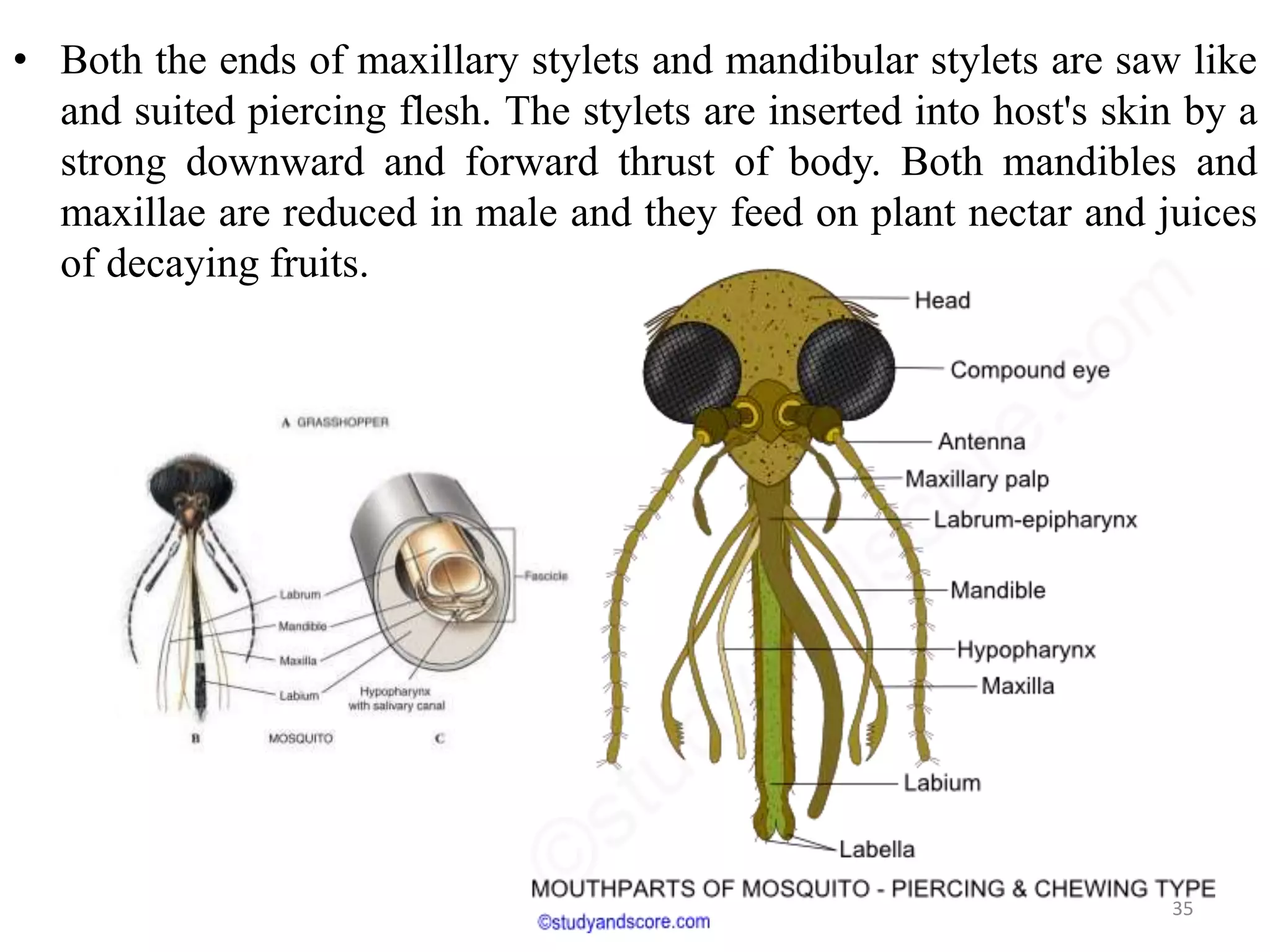 Types of insect mouthparts | PPTX