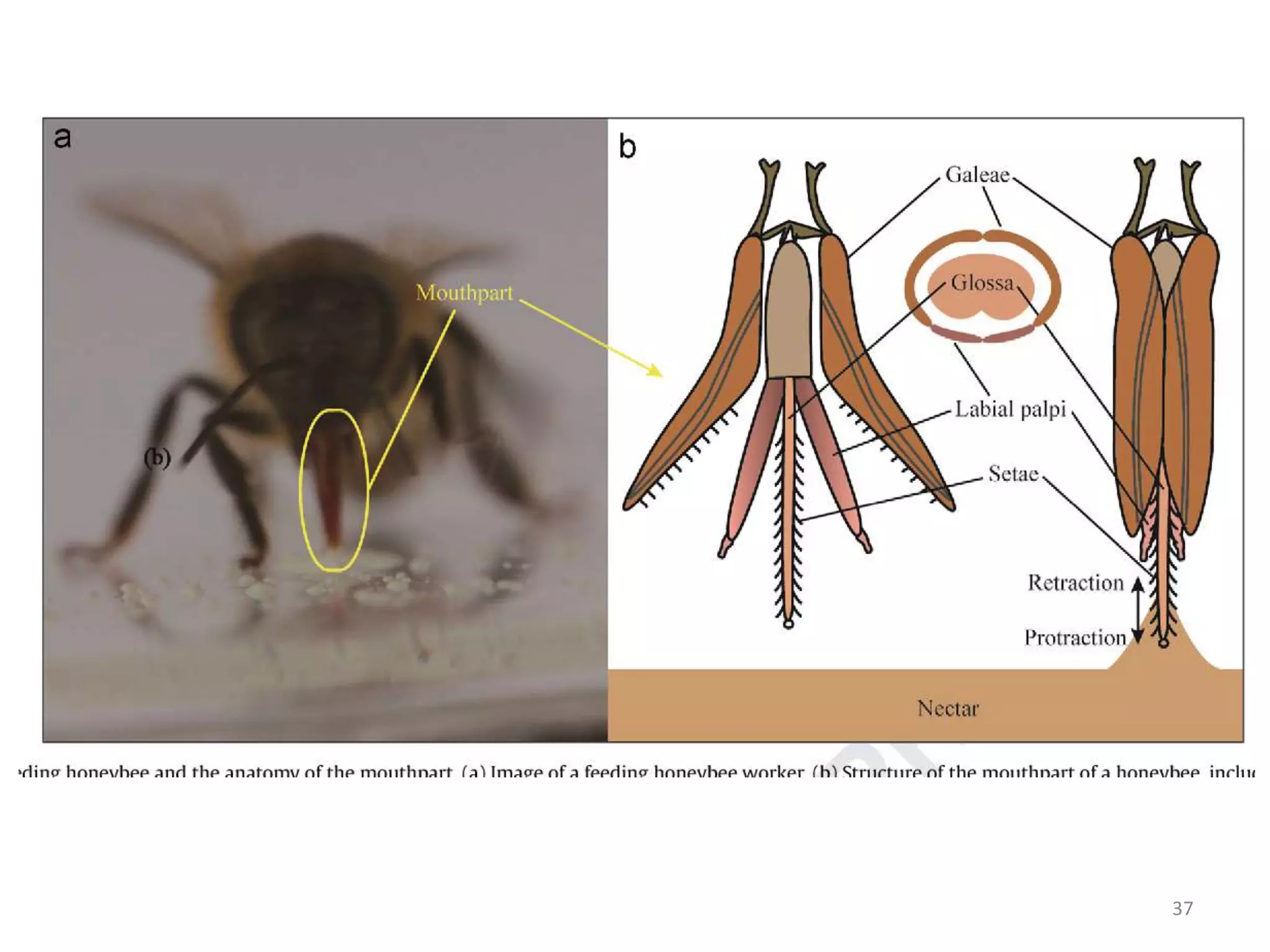 Types of insect mouthparts | PPTX