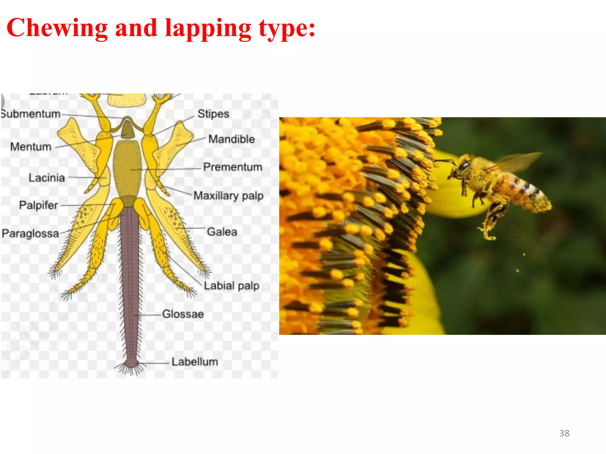 Types of insect mouthparts | PPTX