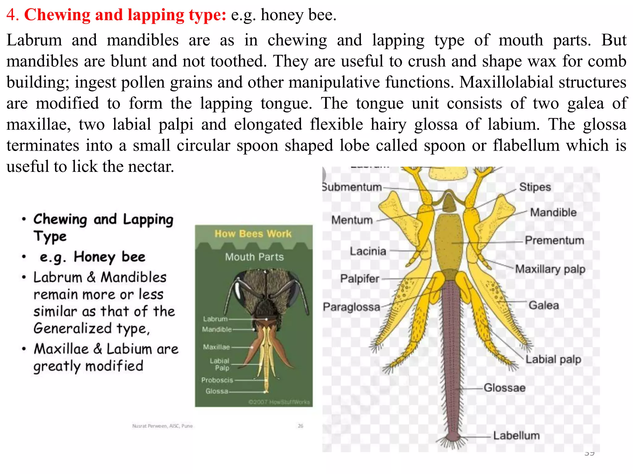 Types of insect mouthparts | PPTX