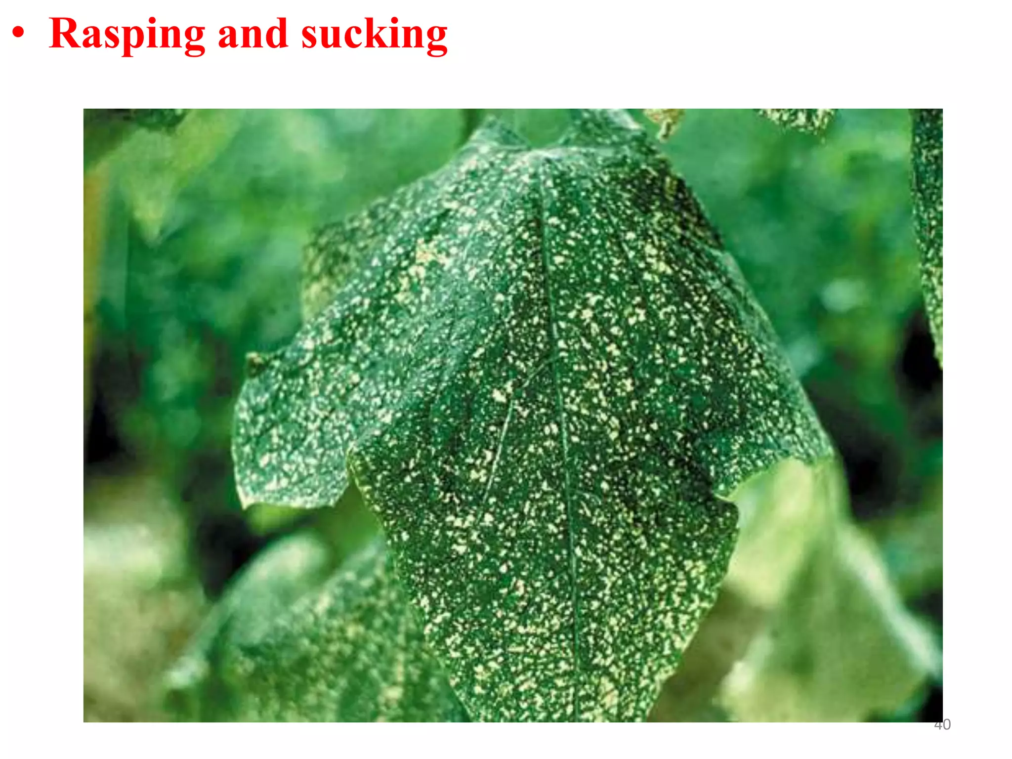 Types of insect mouthparts | PPTX