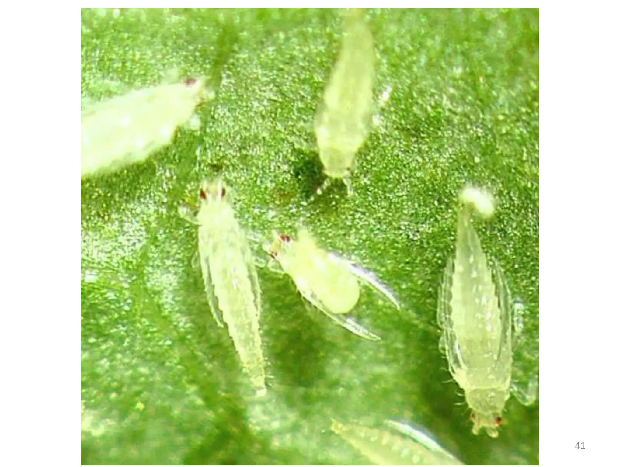 Types of insect mouthparts | PPTX