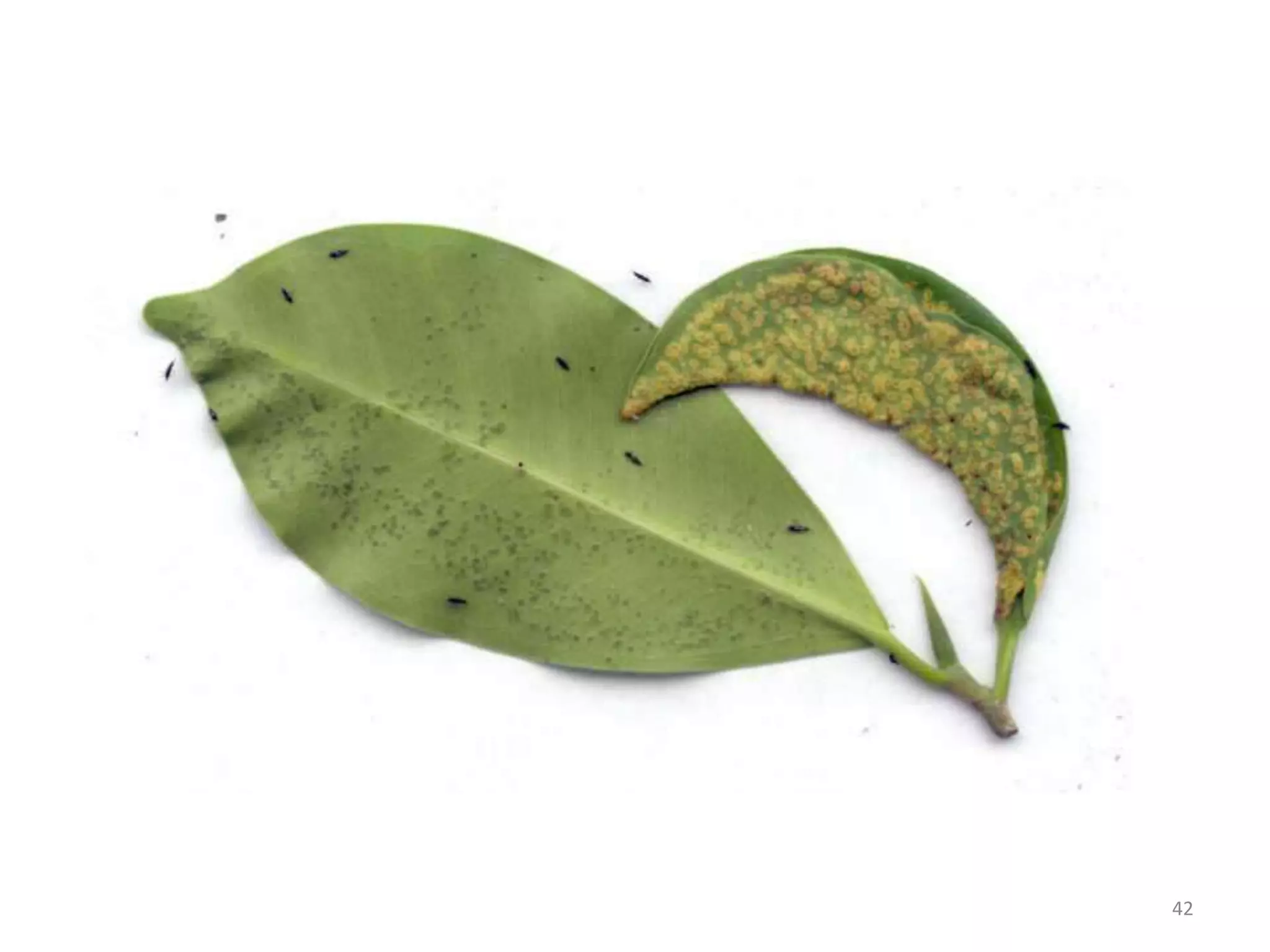 Types of insect mouthparts | PPTX