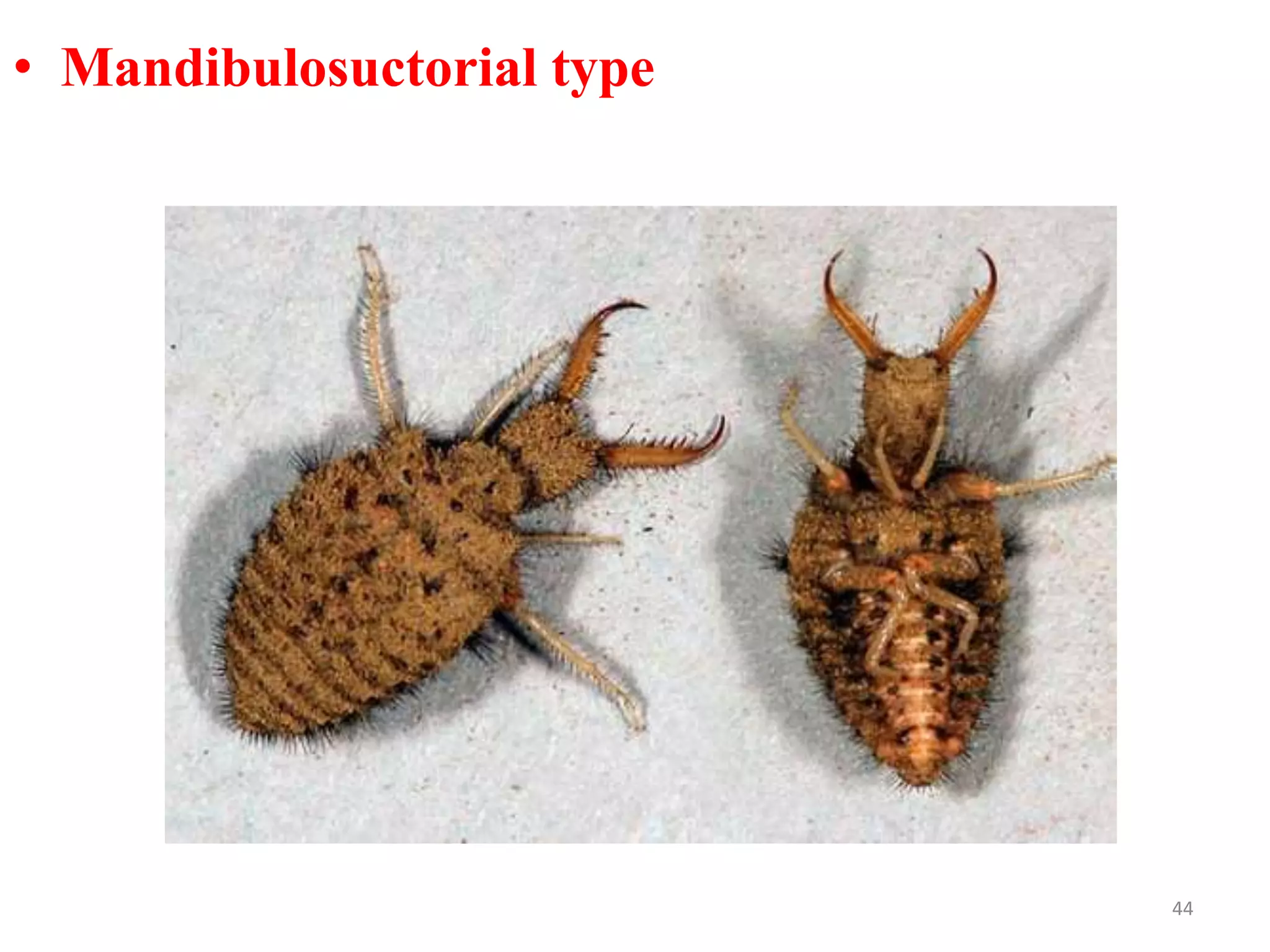 Types of insect mouthparts | PPTX