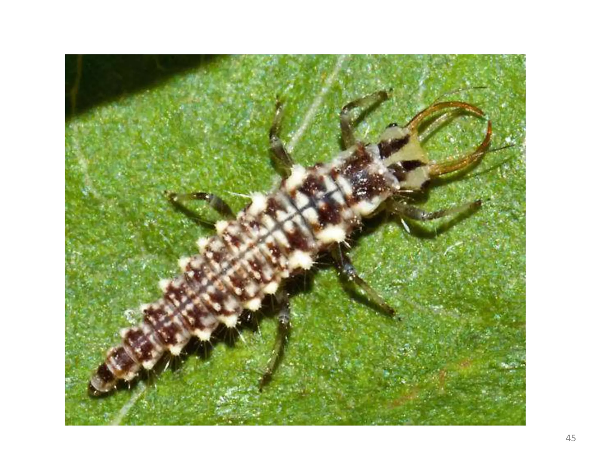 Types of insect mouthparts | PPTX