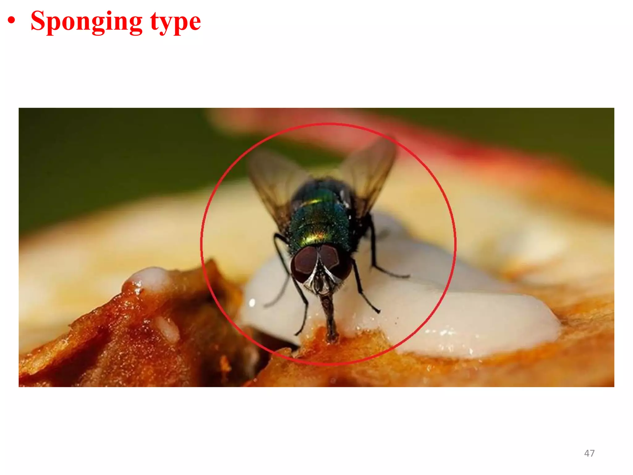 Types of insect mouthparts | PPTX