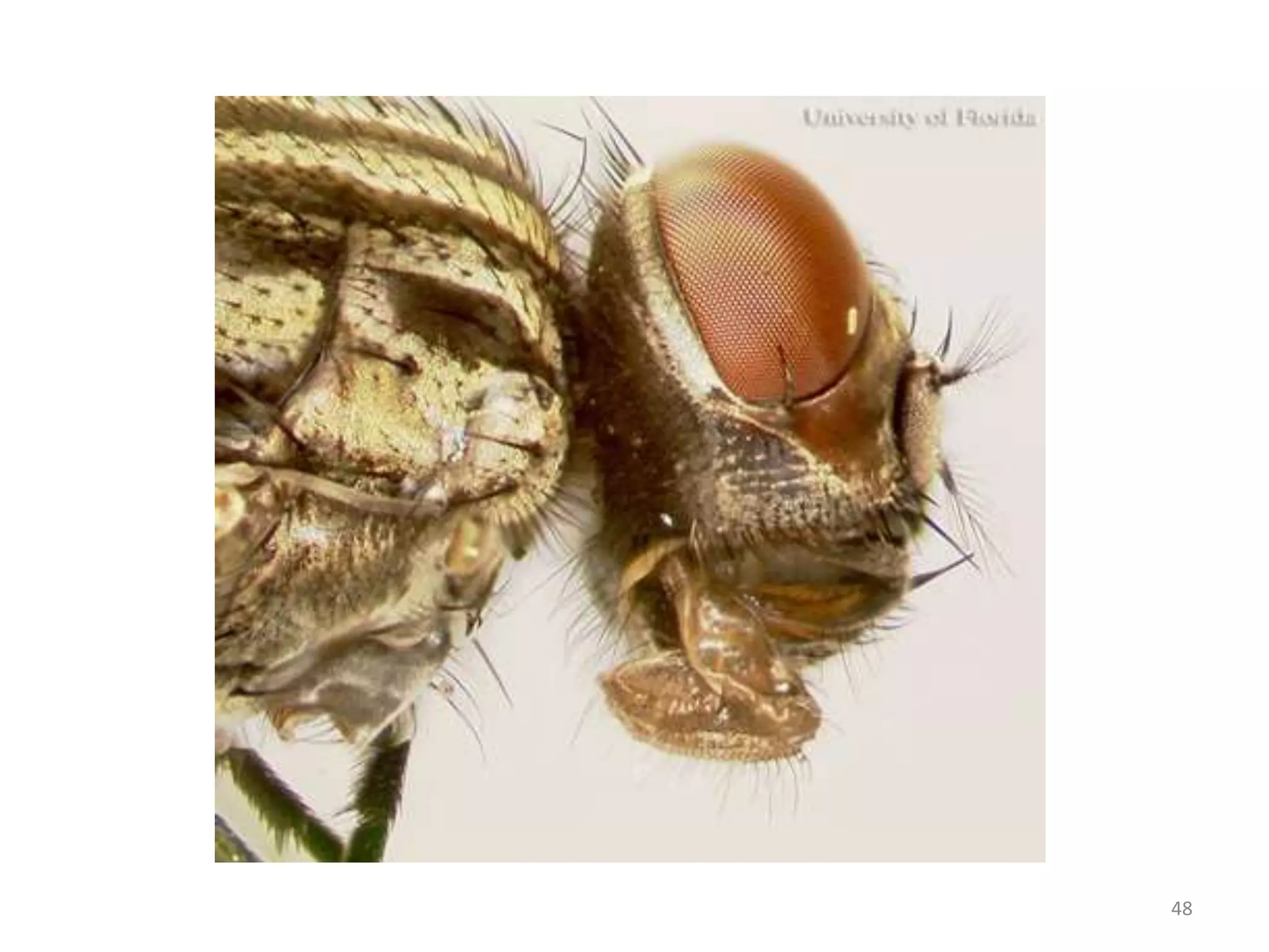 Types of insect mouthparts | PPTX