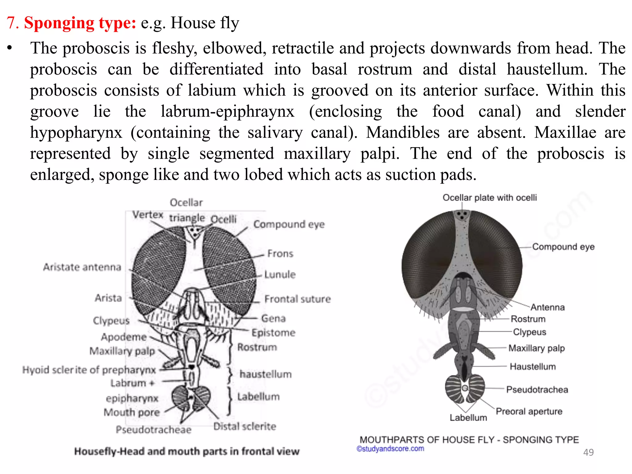 Types of insect mouthparts | PPTX