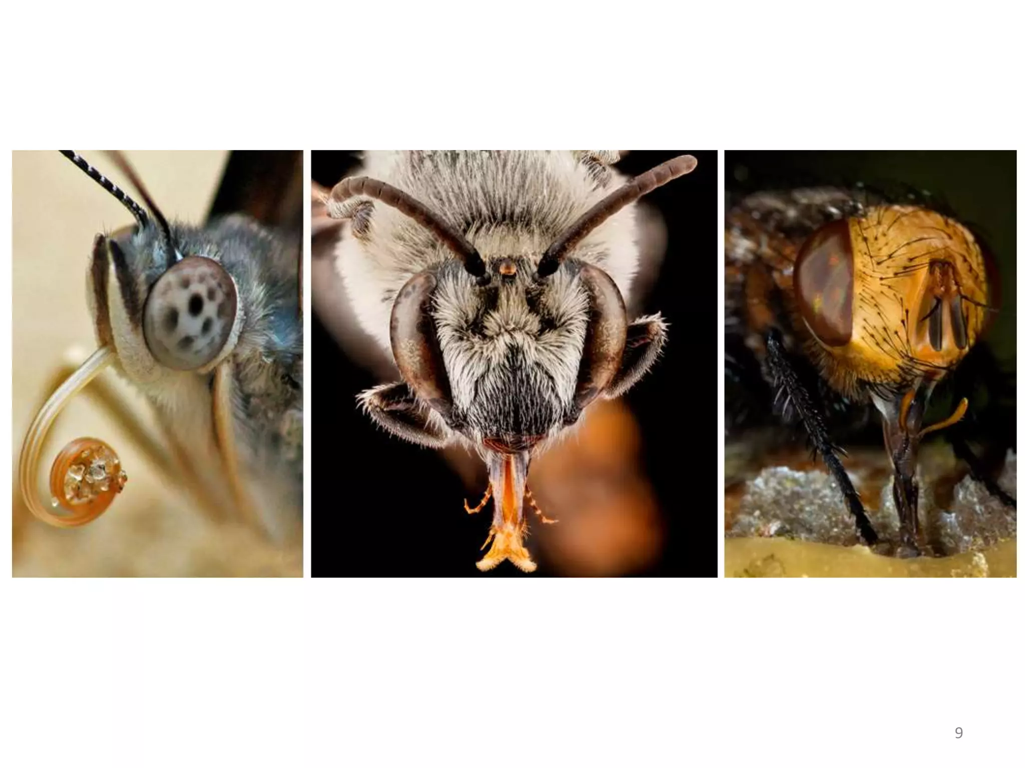 Types of insect mouthparts | PPTX