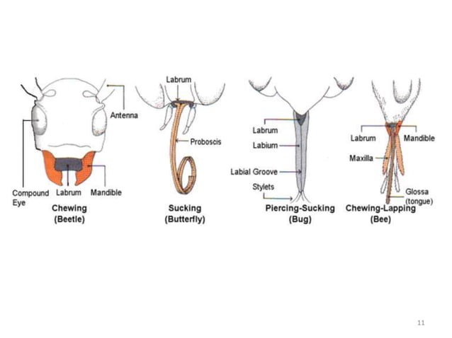 Types of insect mouthparts | PPTX | Dental Health | Diseases and Conditions