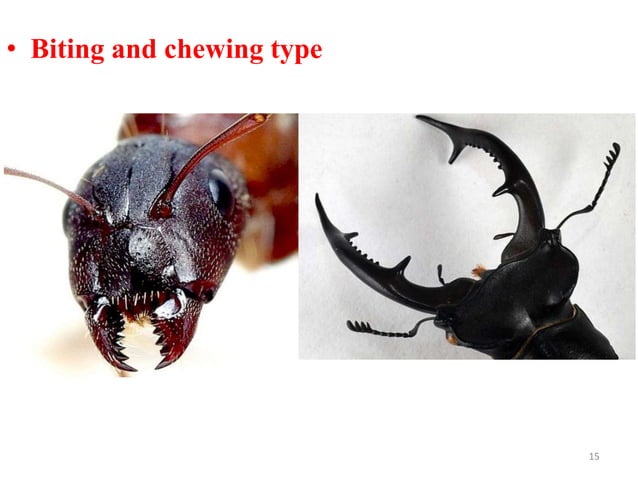 Types of insect mouthparts | PPTX | Dental Health | Diseases and Conditions