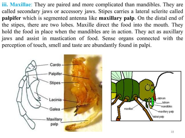Types of insect mouthparts | PPTX | Dental Health | Diseases and Conditions