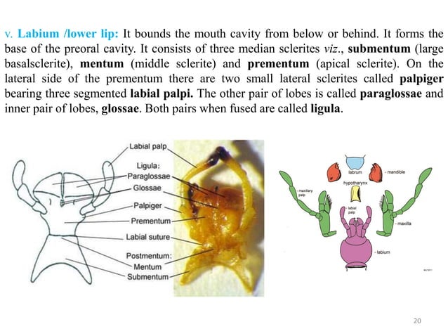 Types of insect mouthparts | PPTX | Dental Health | Diseases and Conditions