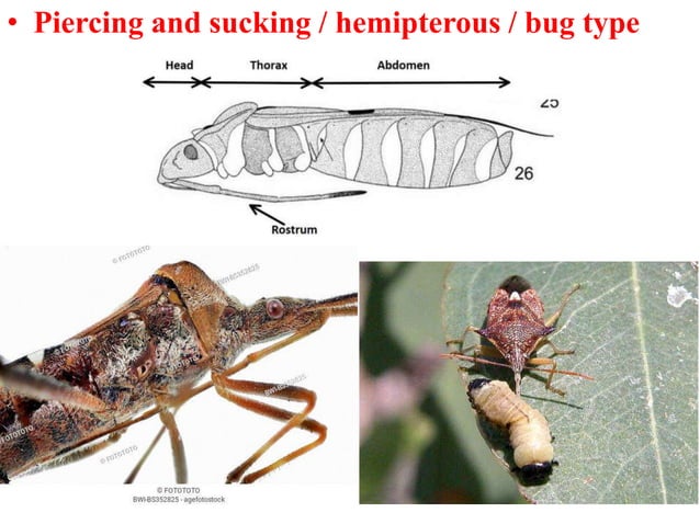Types of insect mouthparts | PPTX | Dental Health | Diseases and Conditions