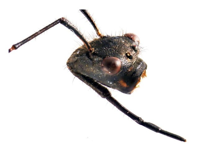 Types of insect mouthparts | PPTX | Dental Health | Diseases and Conditions