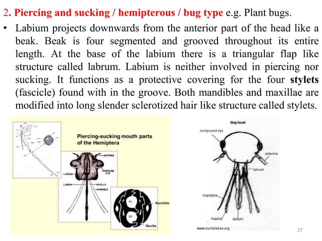 Types of insect mouthparts | PPTX | Dental Health | Diseases and Conditions