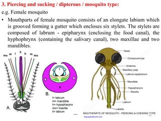 Types of insect mouthparts | PPTX