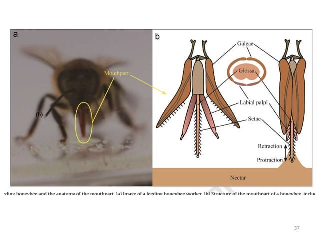 Types of insect mouthparts | PPTX | Dental Health | Diseases and Conditions