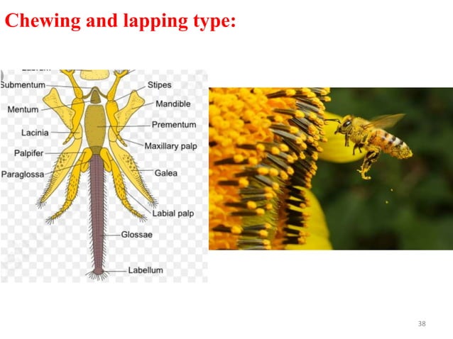 Types of insect mouthparts | PPTX | Dental Health | Diseases and Conditions