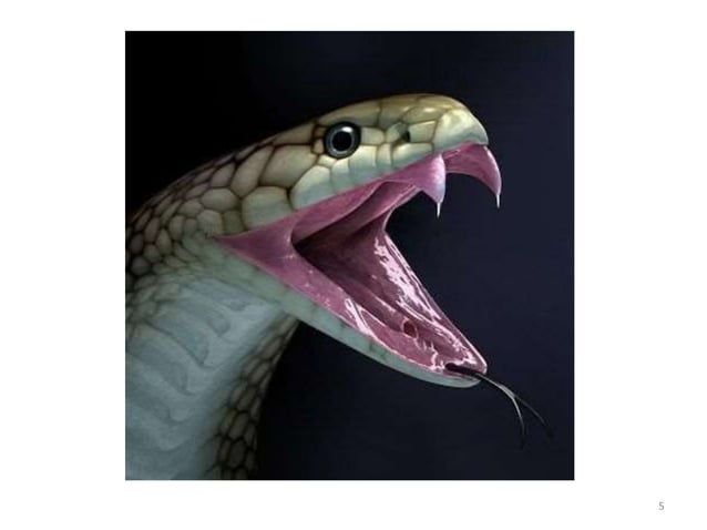 Types of insect mouthparts | PPTX | Dental Health | Diseases and Conditions