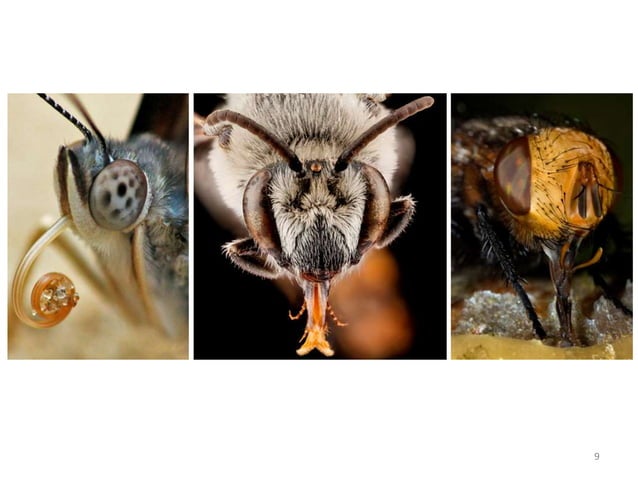 Types of insect mouthparts | PPTX | Dental Health | Diseases and Conditions