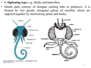 Butterfly Mouthparts