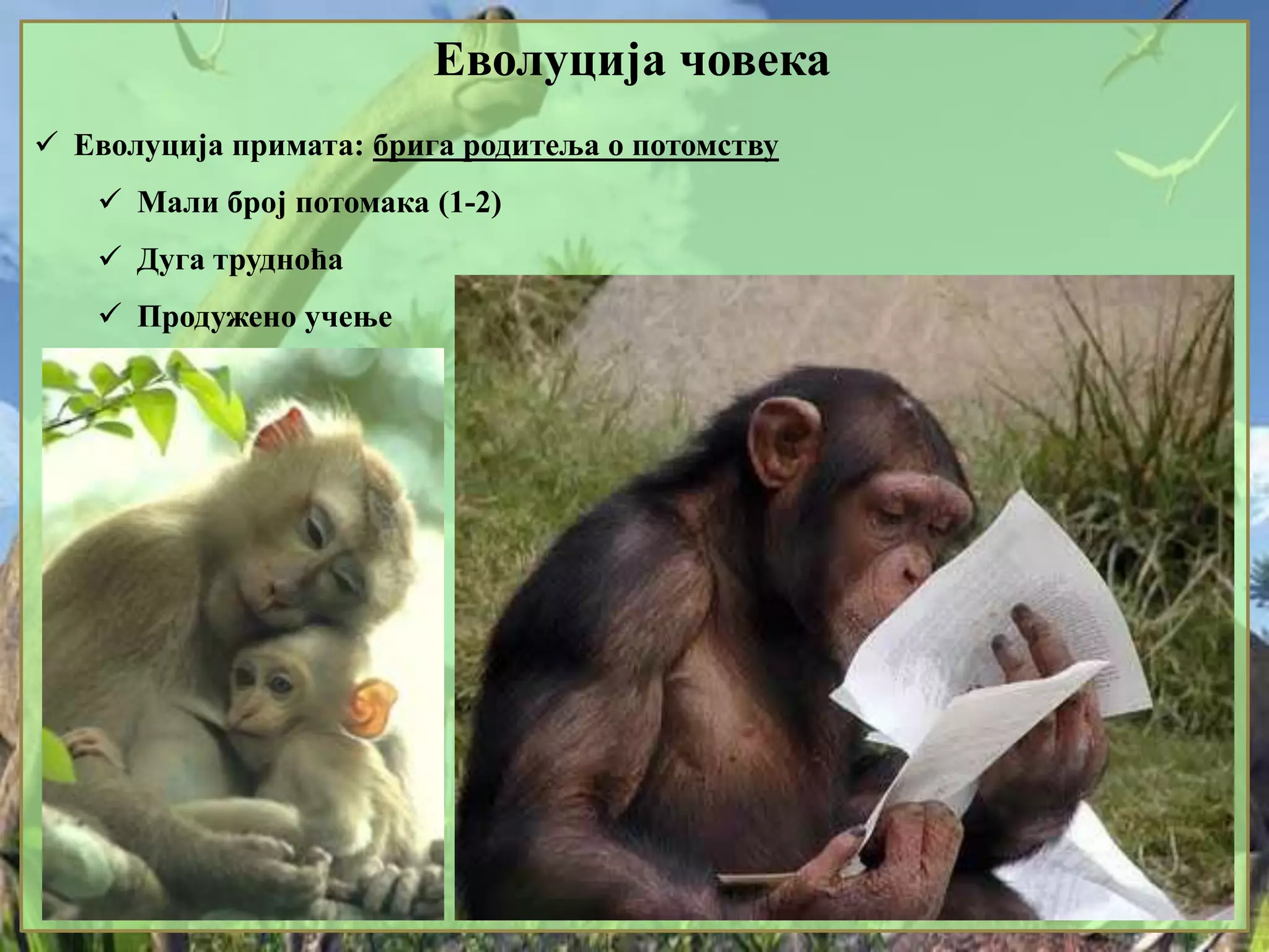 8. Evolucija coveka | PPT