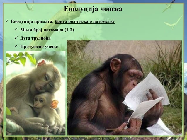 8. Evolucija coveka | PPT