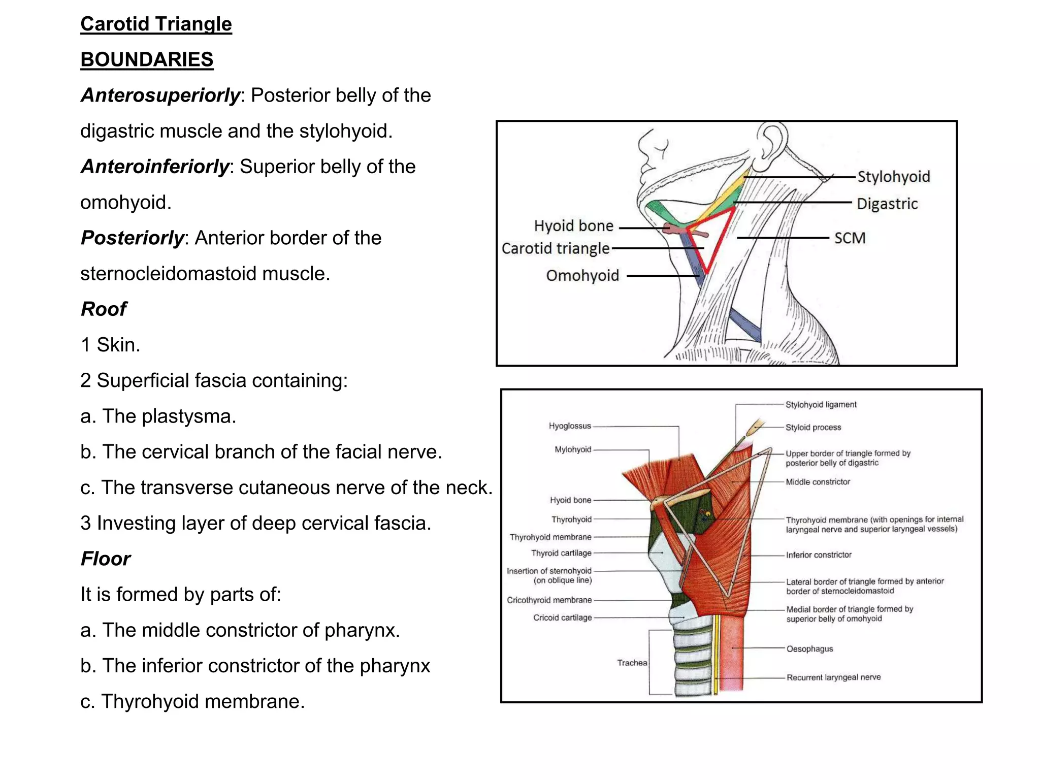 Anterior triangles of neck | PPTX