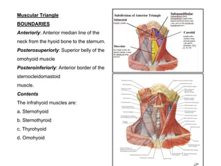 Anterior triangles of neck | PPTX