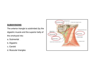 Anterior triangles of neck | PPTX