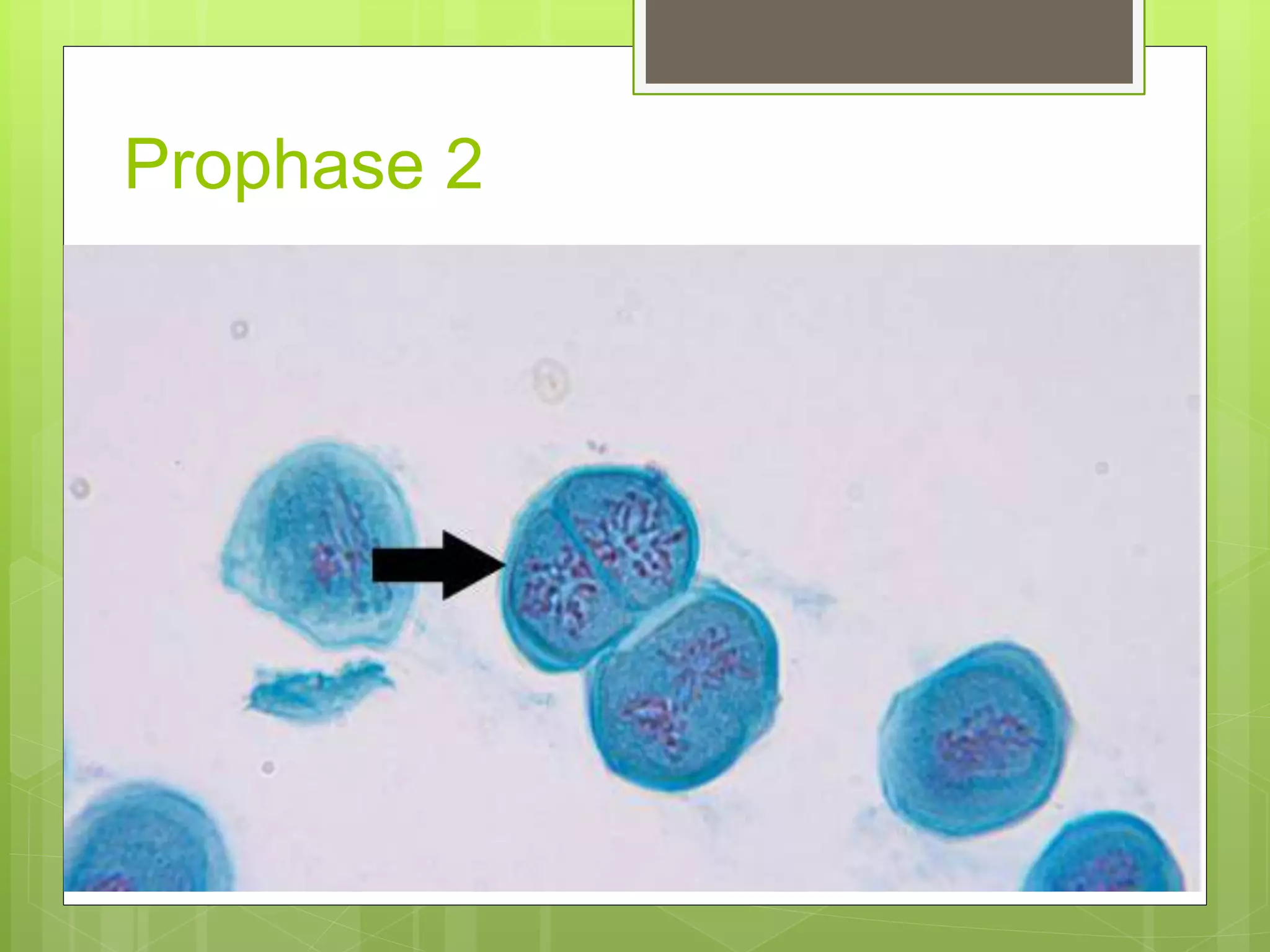 8. slide of lily anther 1(meiosis) | PPTX