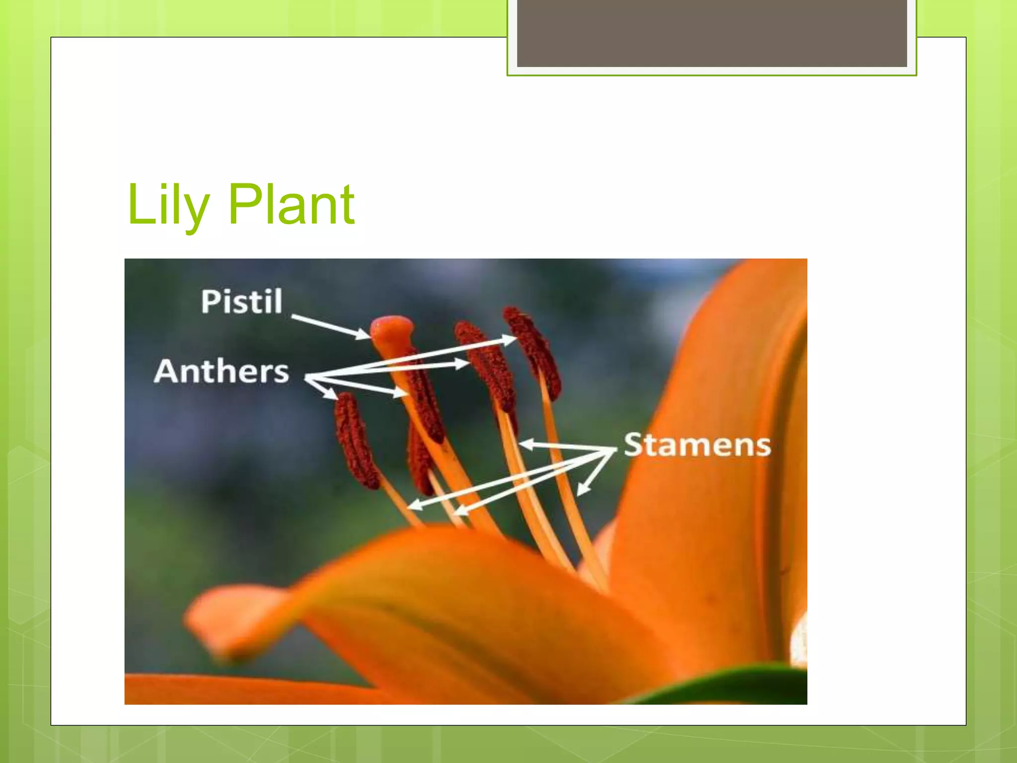 8. slide of lily anther 1(meiosis) | PPTX