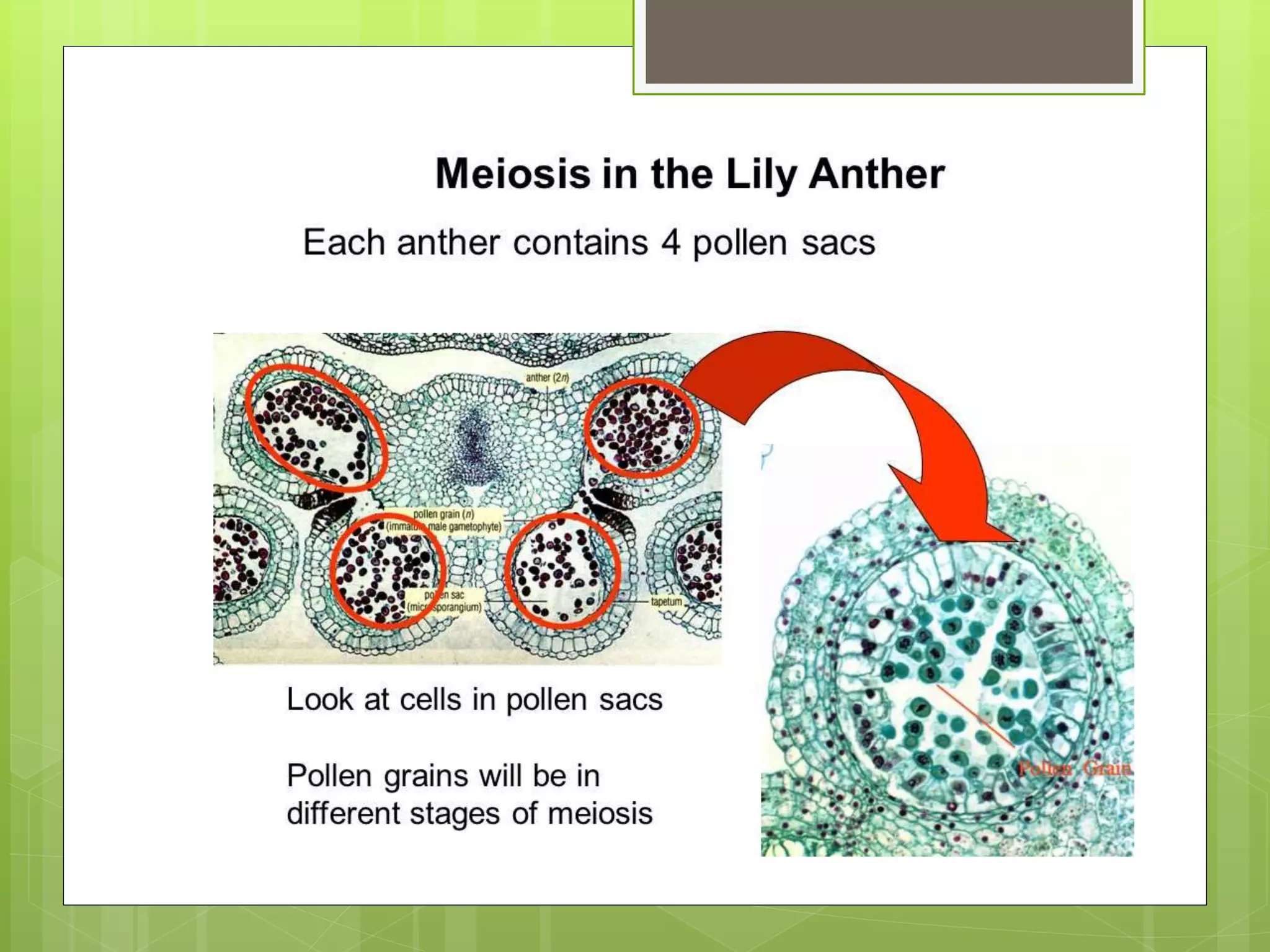 8. slide of lily anther 1(meiosis) | PPTX