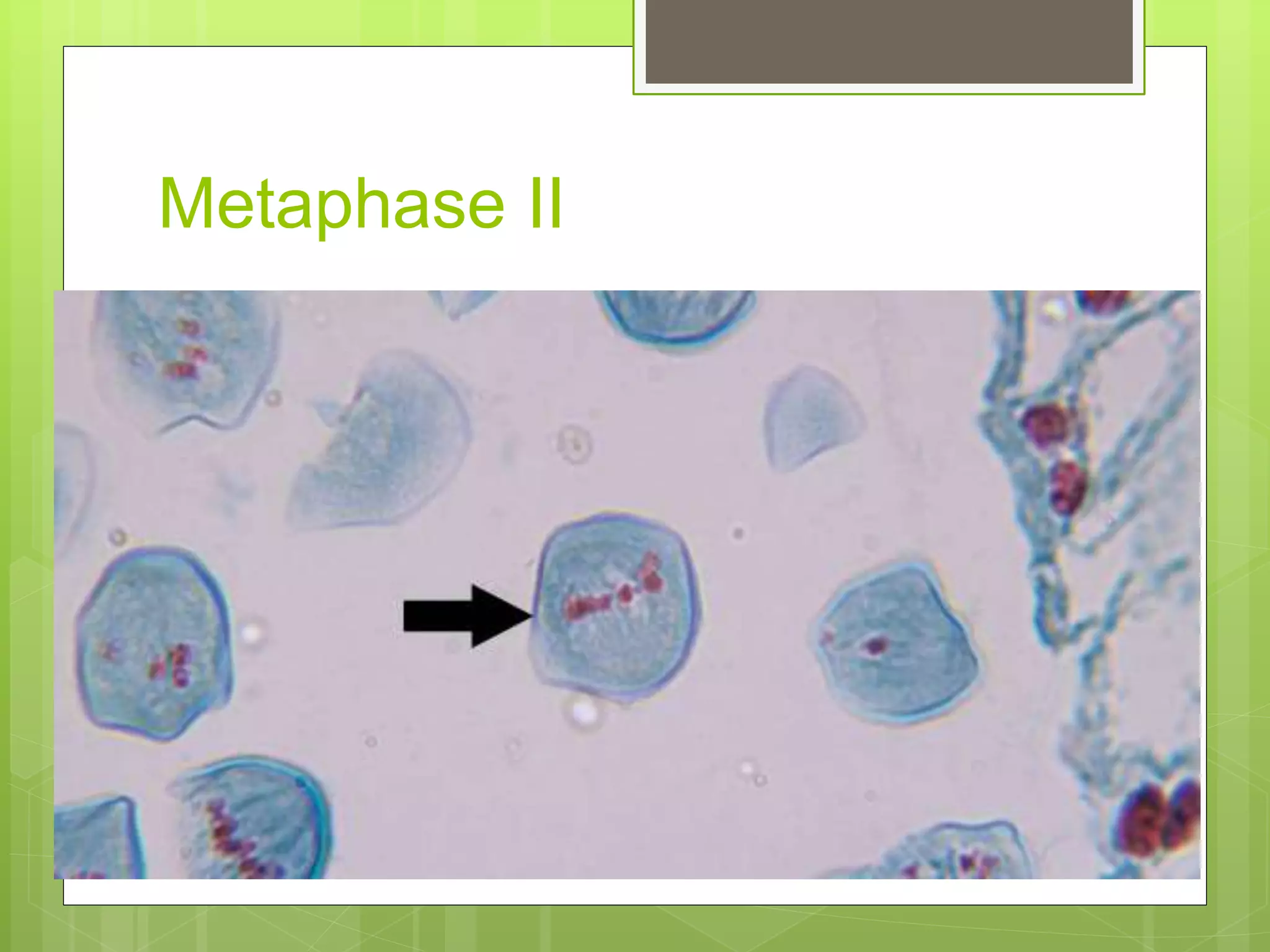 8. slide of lily anther 1(meiosis) | PPTX