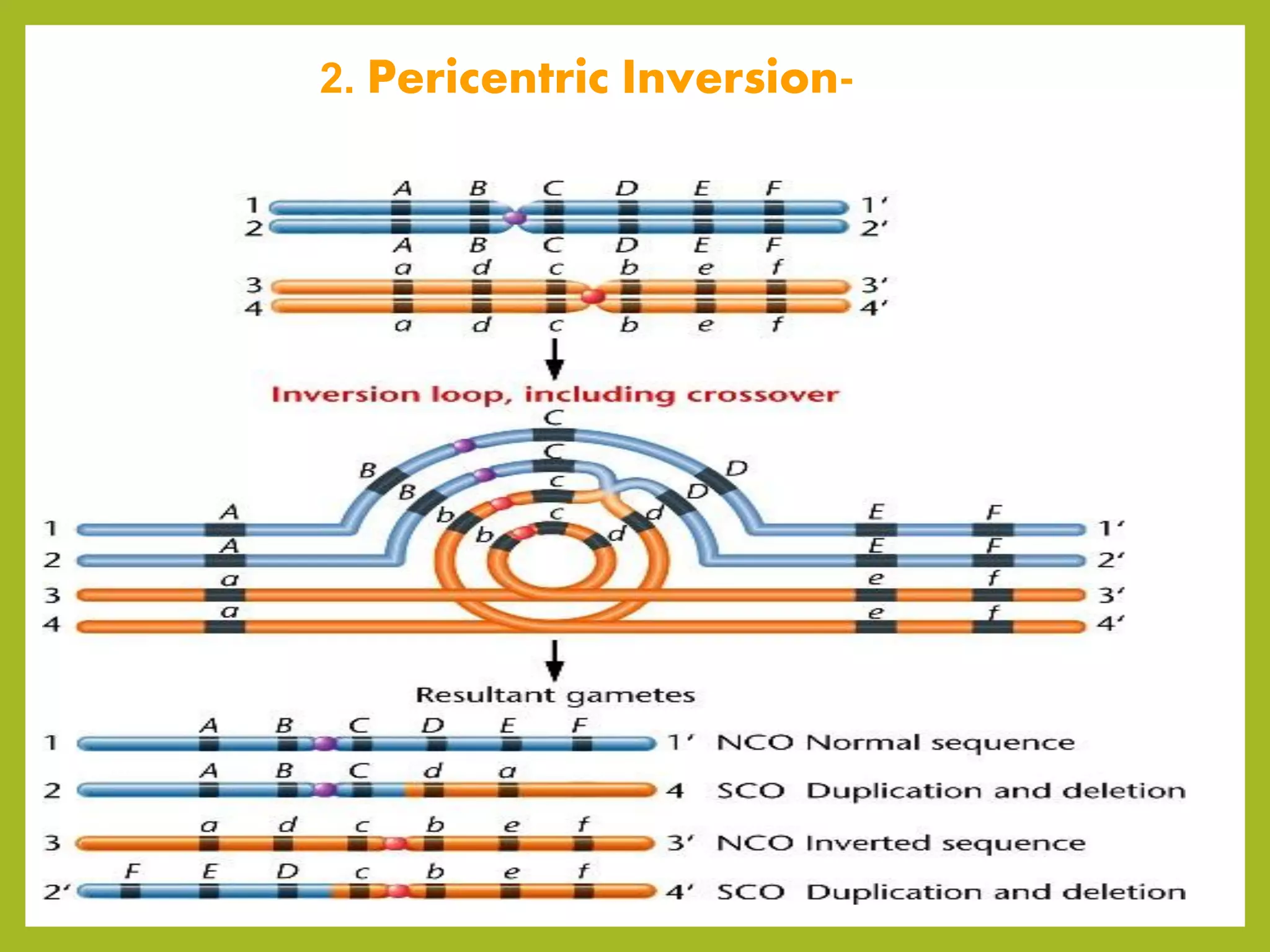 Structural chromosomal aberration | PDF
