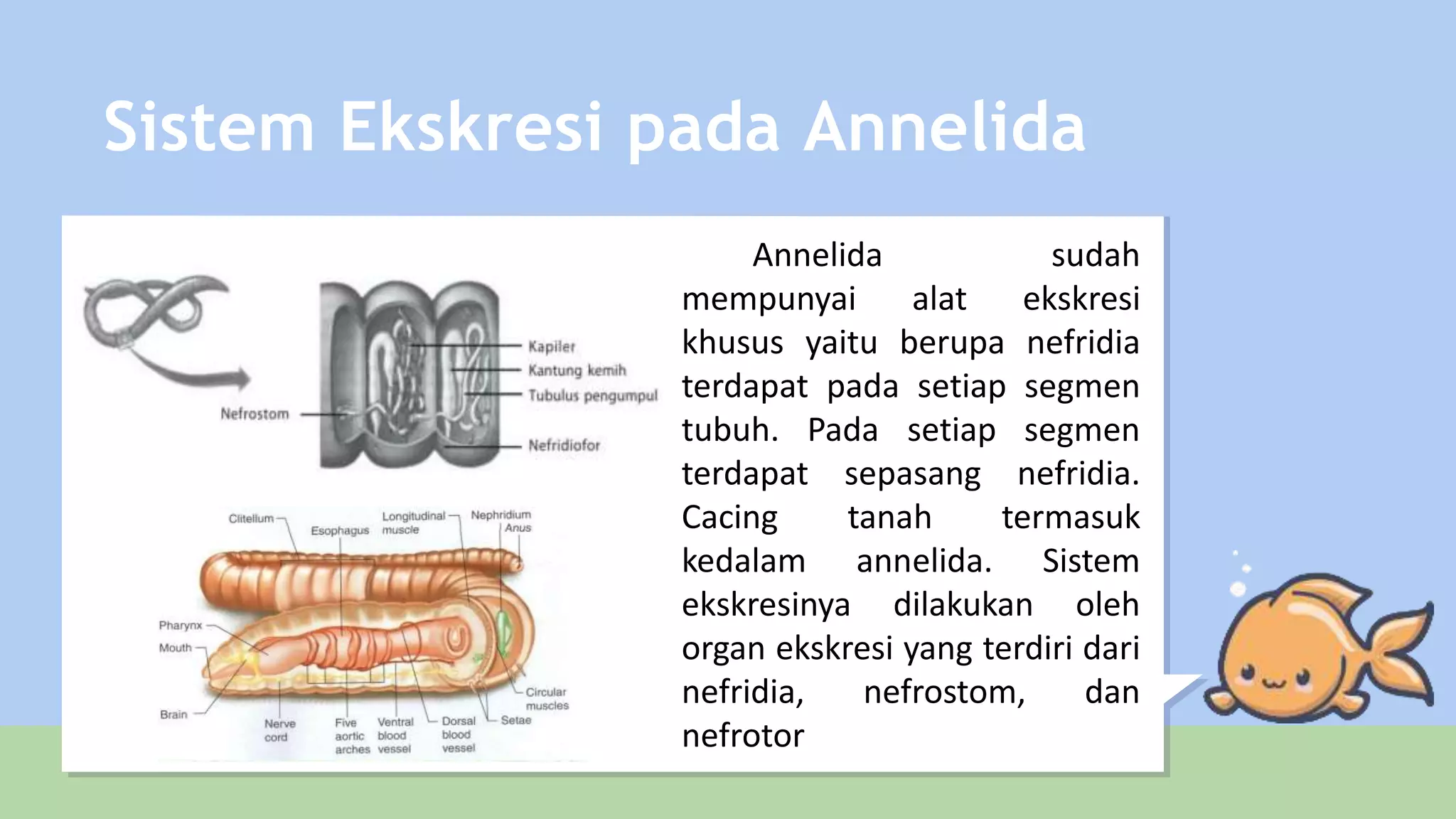 Sistem Ekskresi dan Osmoregulasi | PPTX