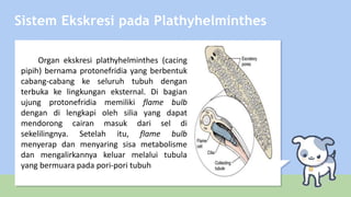 Sistem Ekskresi dan Osmoregulasi | PPTX