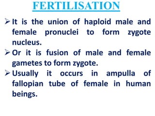 Fertilization | PPT